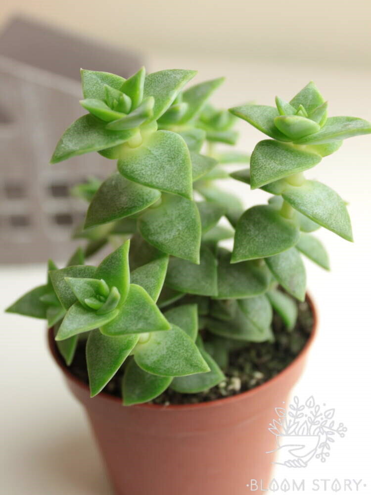 Крассула Перфората ⌀5 купить в Москве с доставкой | Магазин растений ...