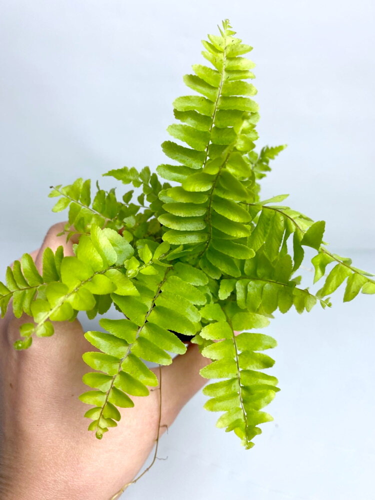 Нефролепис Бостон ⌀6 купить в Москве с доставкой | Магазин растений ...