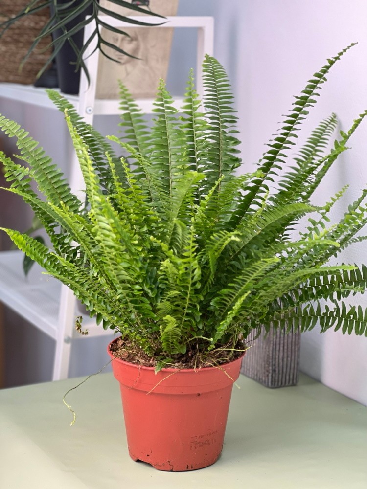 Нефролепис Грин Леди ⌀17 50 см купить в Москве с доставкой | Магазин ...