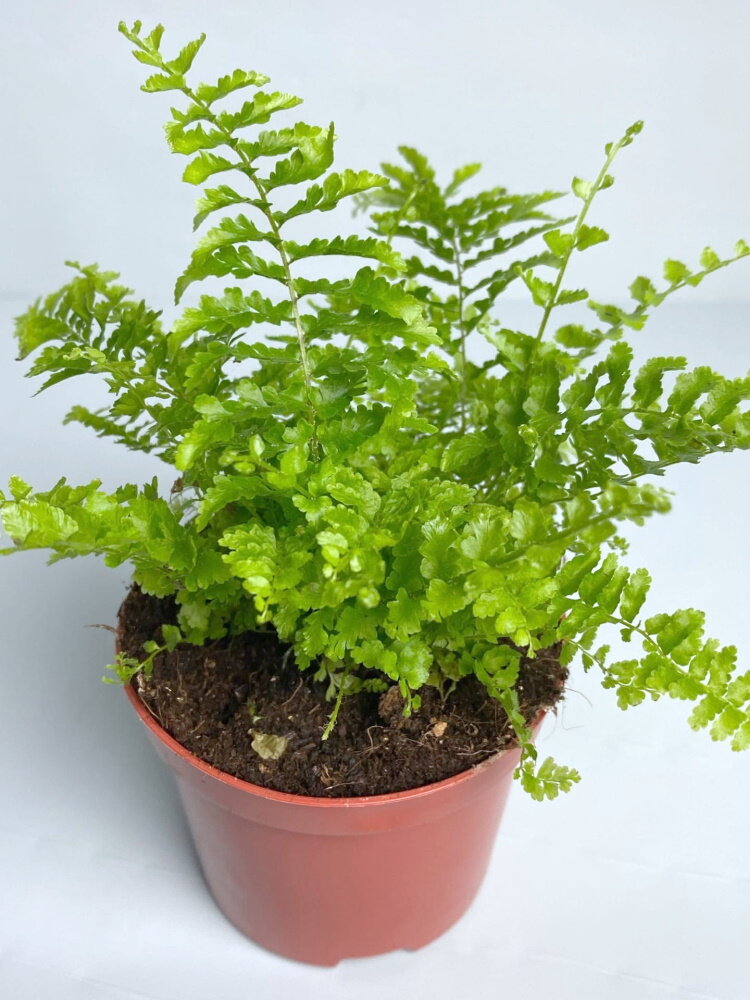 Нефролепис Витали ⌀8 20 см купить в Москве с доставкой | Магазин ...